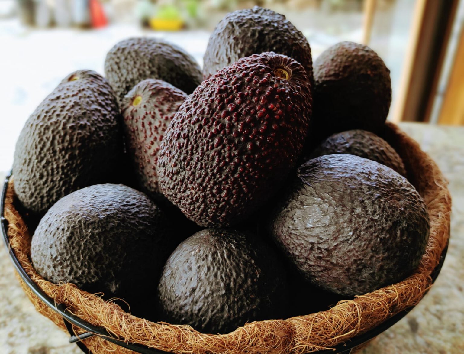 Update aus dem Avocadohain #6: Wie lange braucht eine Avocado zum ...