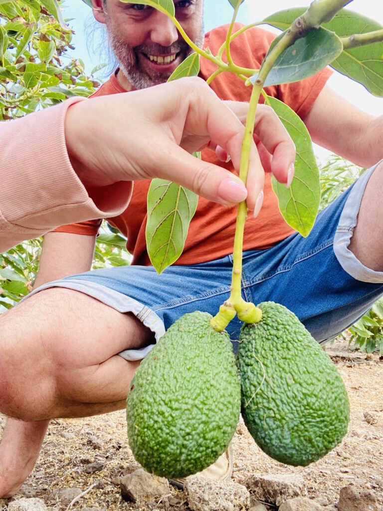Update aus dem Avocadohain #11: Von Hoden und unnützem Wissen ...